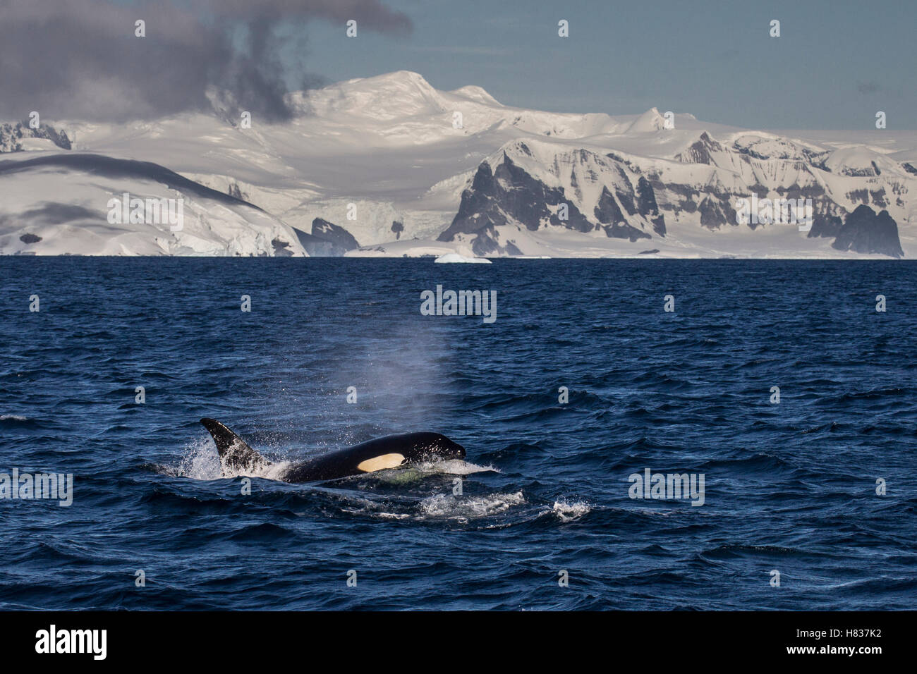 Orca (Orcinus orca) female surfacing, Anvers Island, Antarctic ...