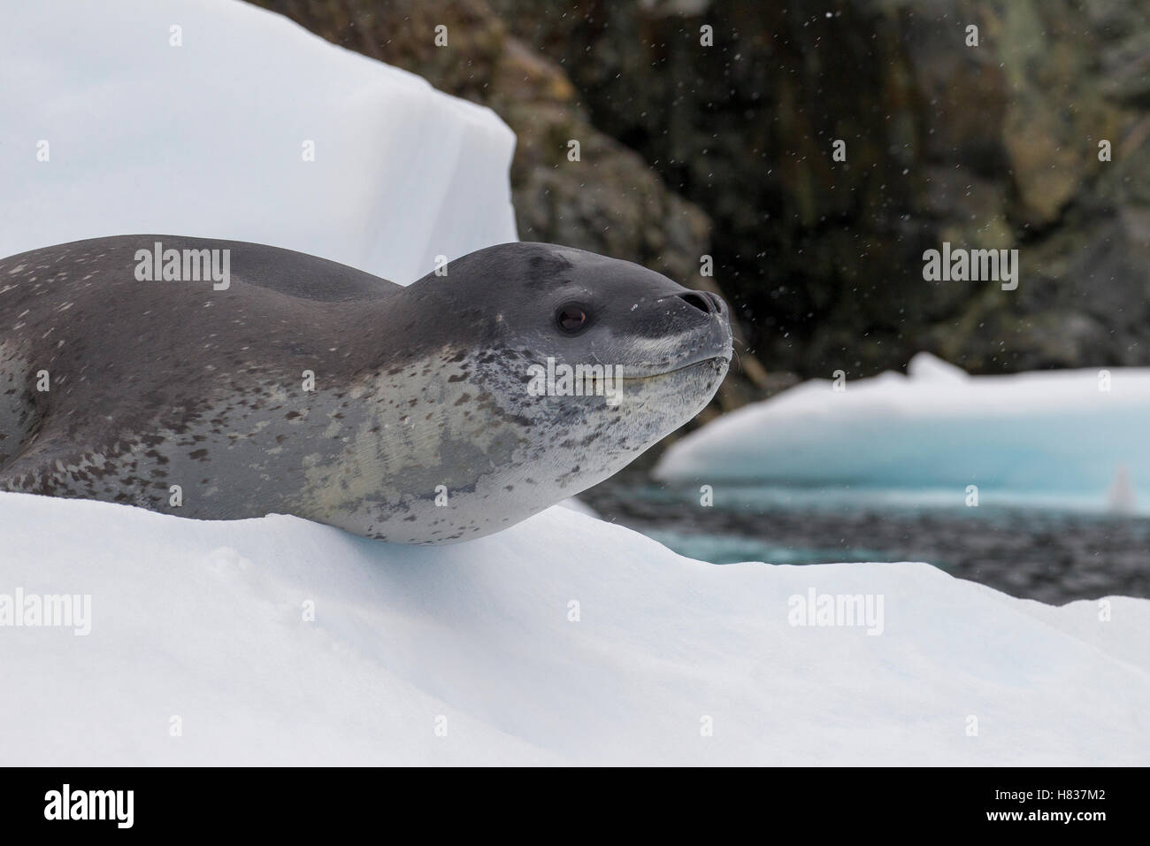 Leopard Seal (Hydrurga leptonyx), Antarctic Peninsula, Antarctica Stock ...