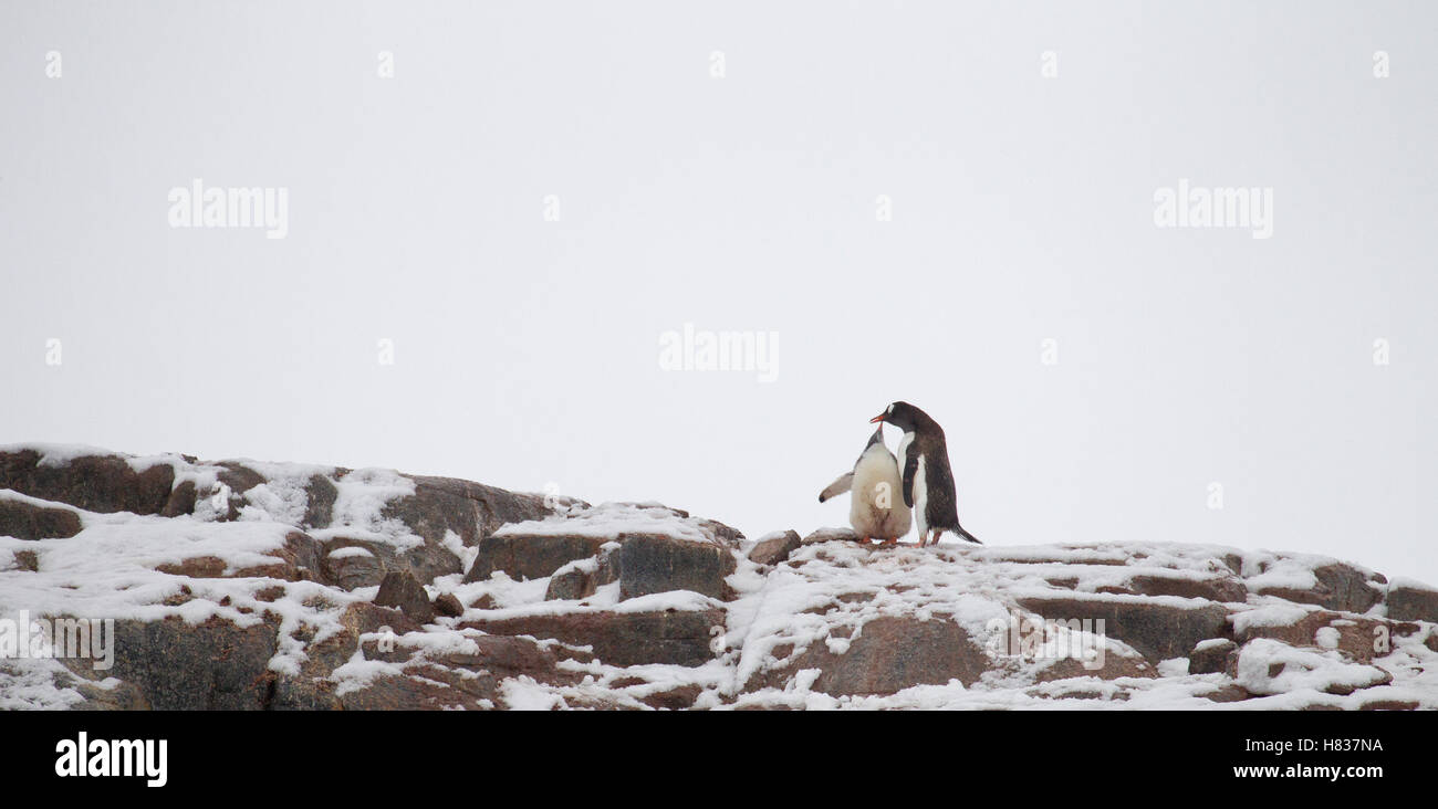 Gentoo Penguin (Pygoscelis papua) feeding chick, Port Lockroy, Weincke ...