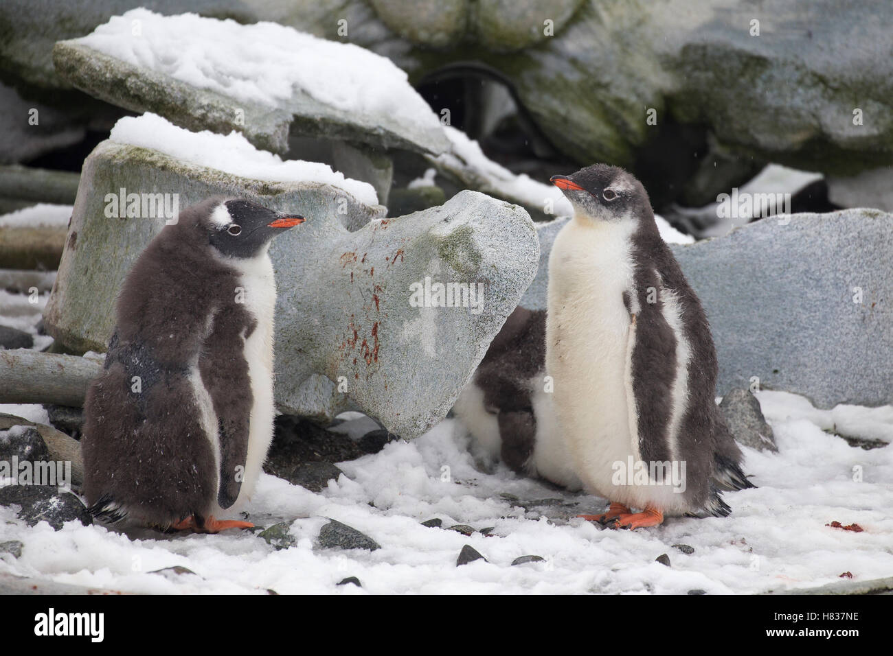 Gentoo Penguin (Pygoscelis papua) chicks, Port Lockroy, Weincke Island ...