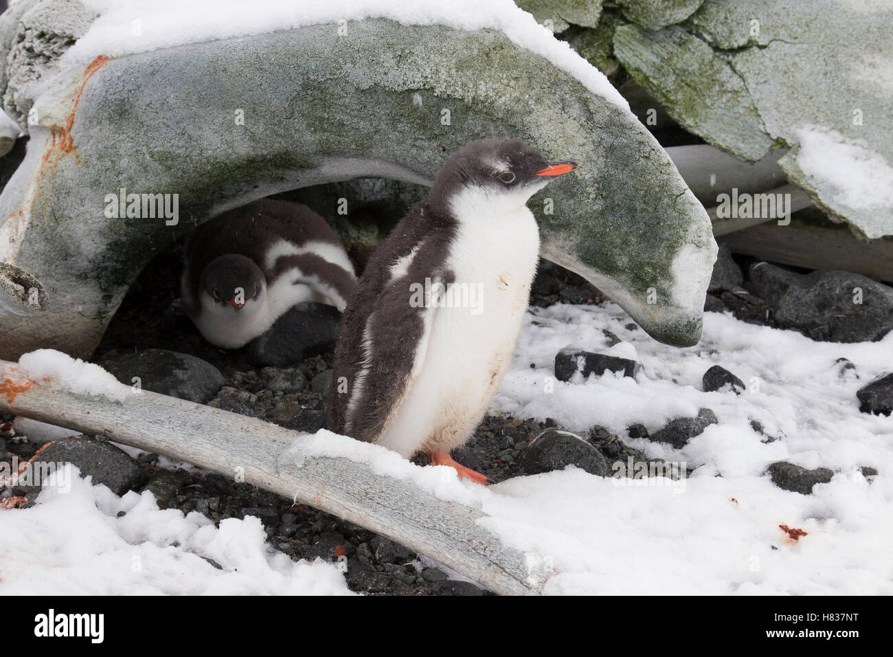 Gentoo Penguin (Pygoscelis papua) chicks sheltered by whale bone, Port ...