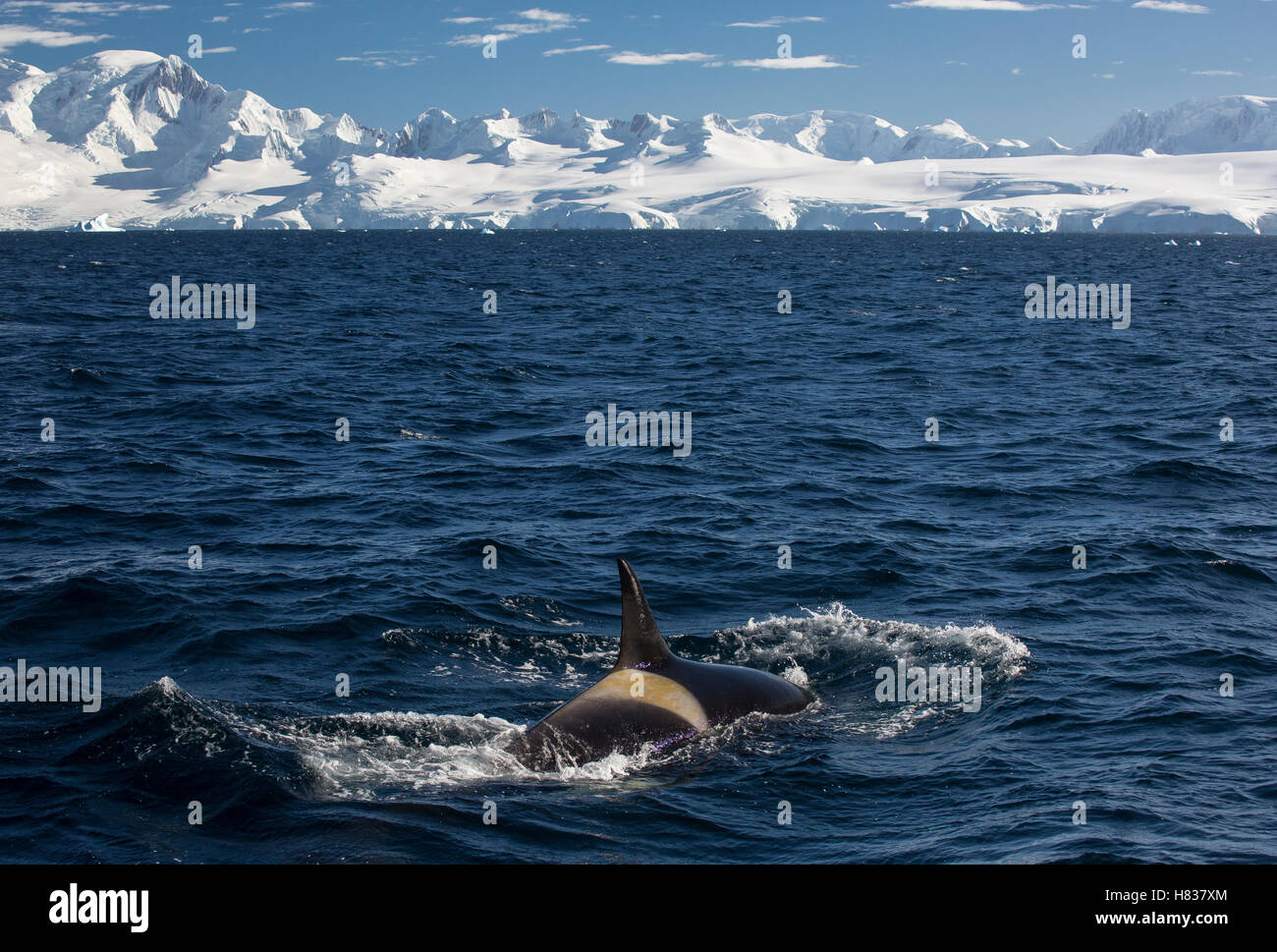 Orca (Orcinus orca) female surfacing, Anvers Island, Antarctic ...