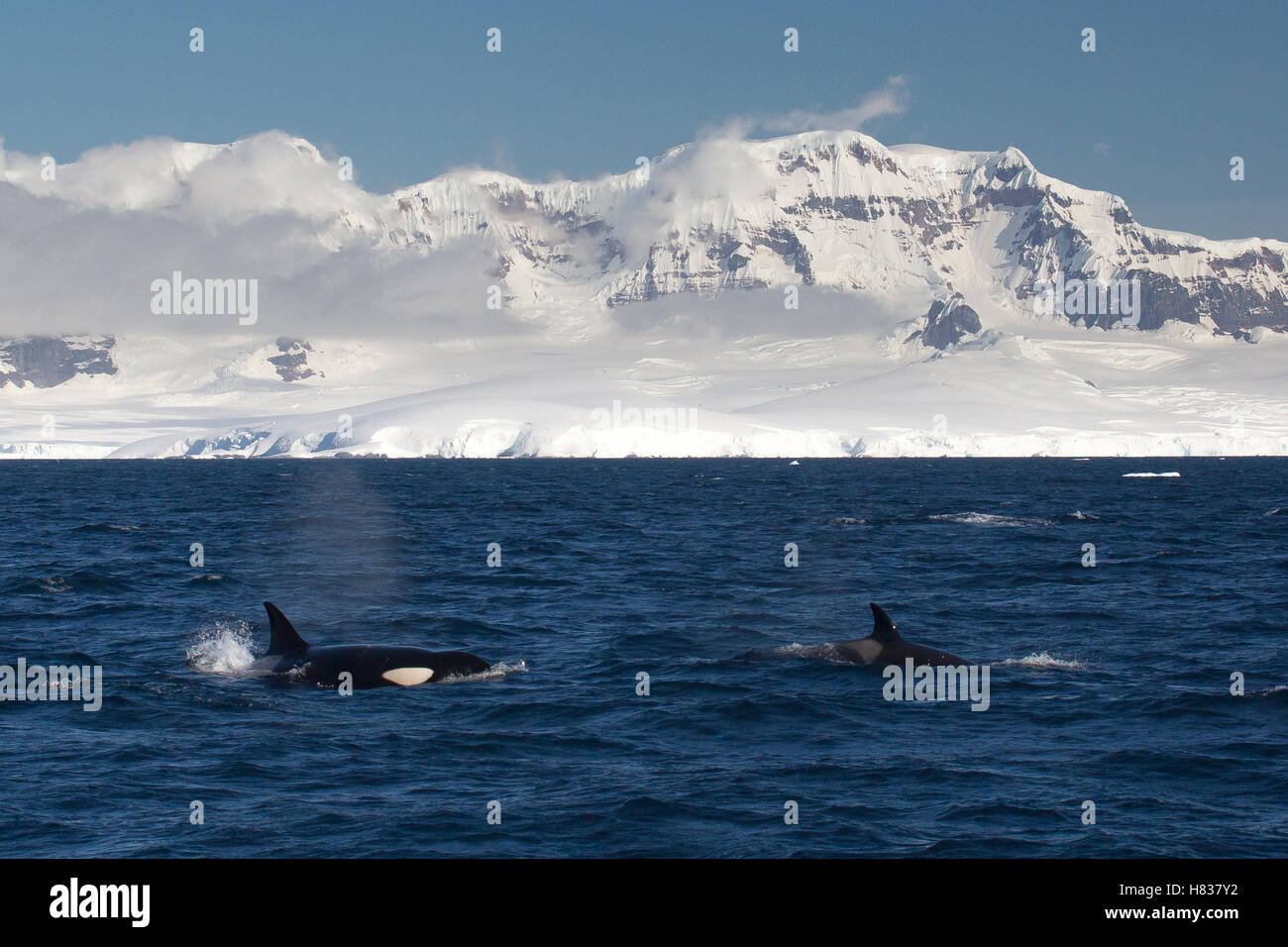 Orca (Orcinus orca) fpair surfacing, Anvers Island, Antarctic Peninsula ...
