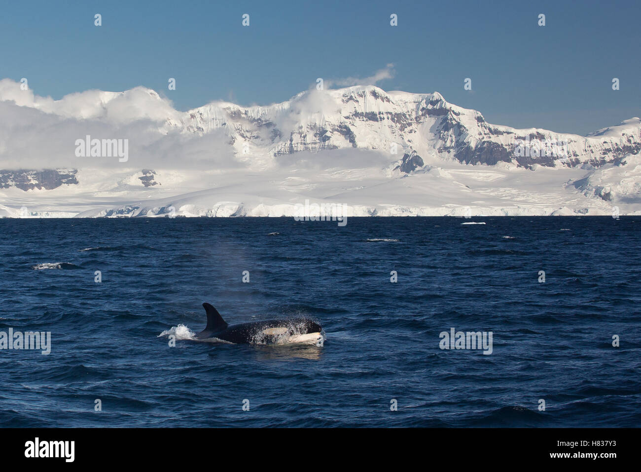 Orca (Orcinus orca) female surfacing, Anvers Island, Antarctic ...