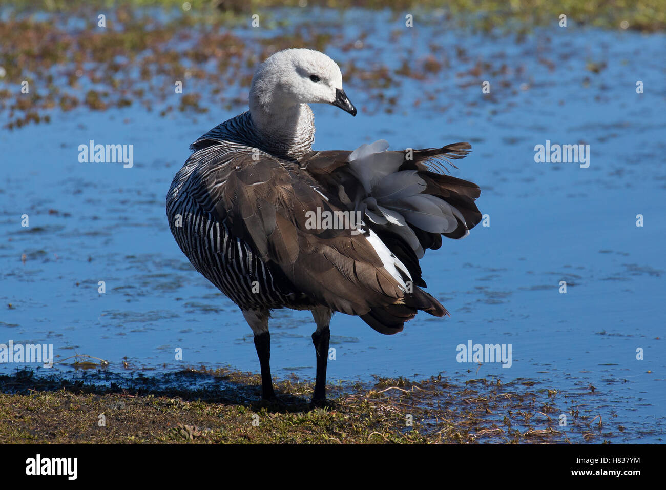 Upland Goose (Chloephaga picta) male, Estancia Harberton, Tierra del ...