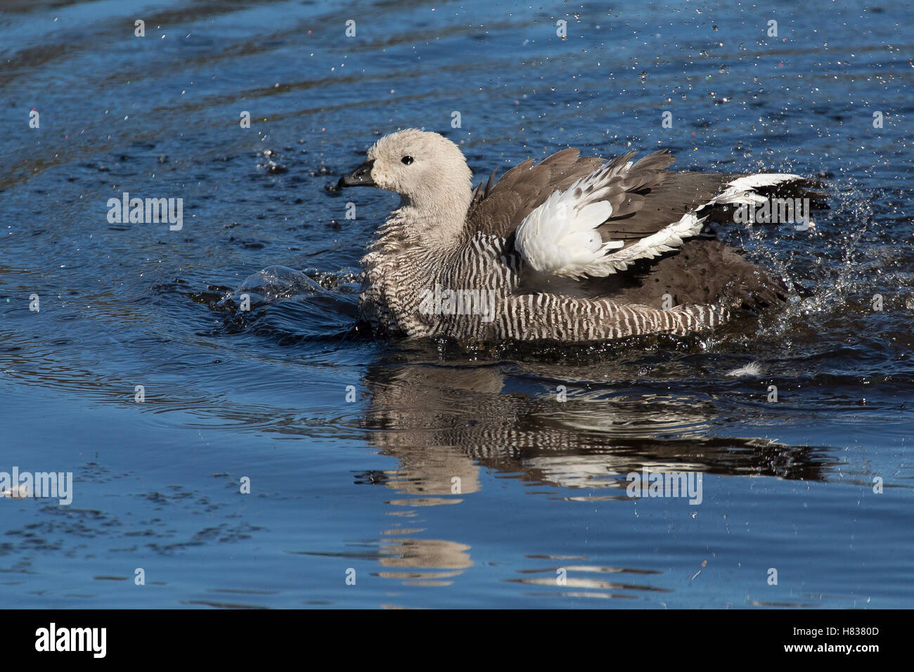 Upland Goose (Chloephaga picta) male bathing, Estancia Harberton ...