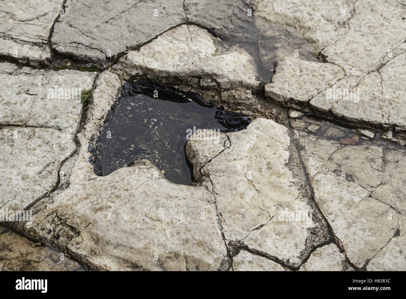 Dinosaur foot tyrannosaurus hi-res stock photography and images - Alamy