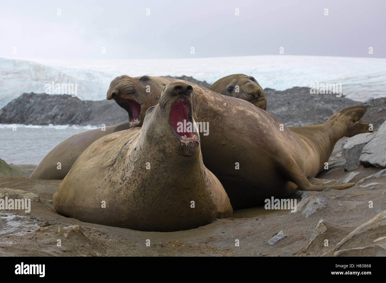 Southern Elephant Seal (Mirounga leonina) females displaying, Palmer ...