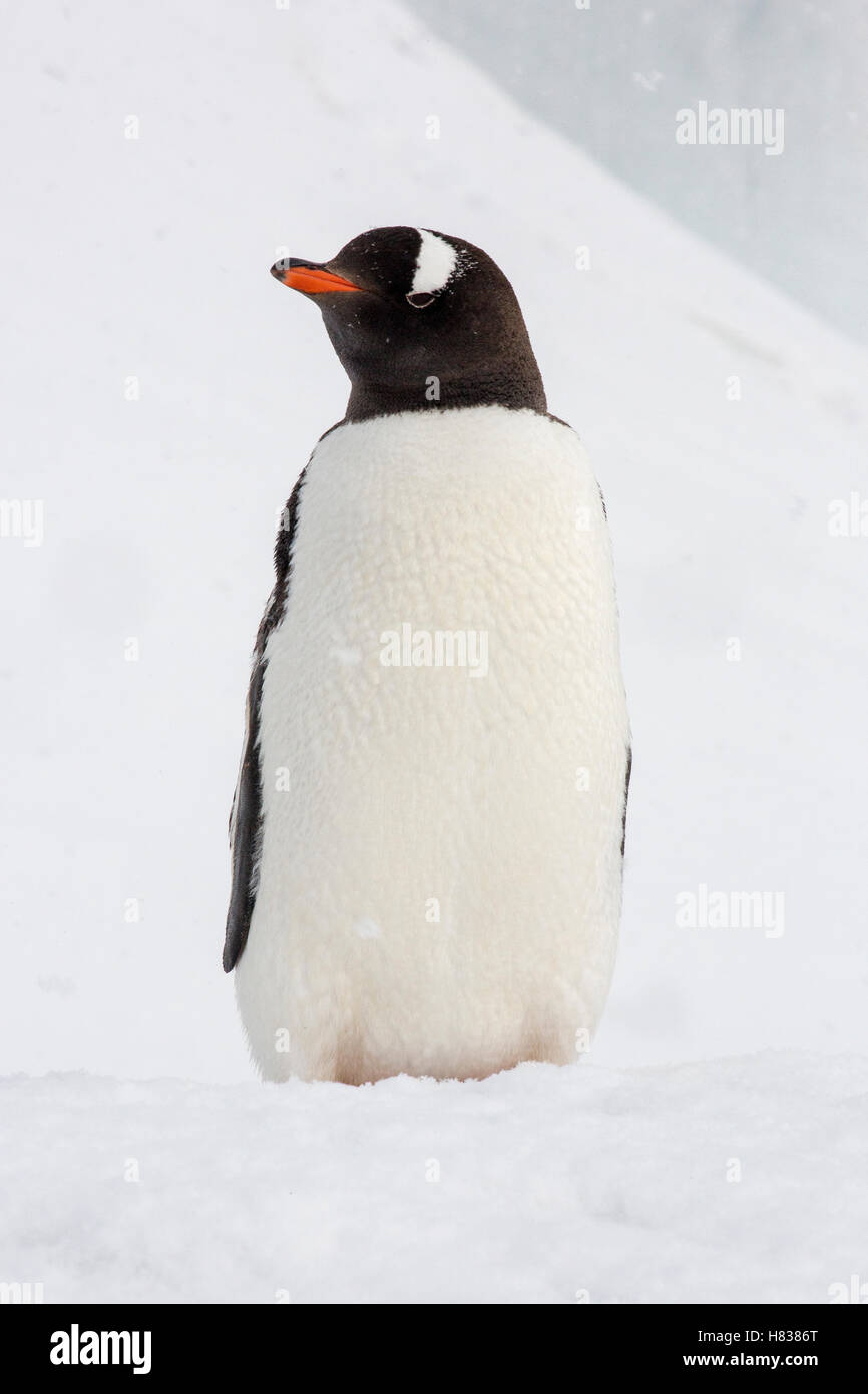 Gentoo Penguin (Pygoscelis papua), Port Lockroy, Weincke Island ...