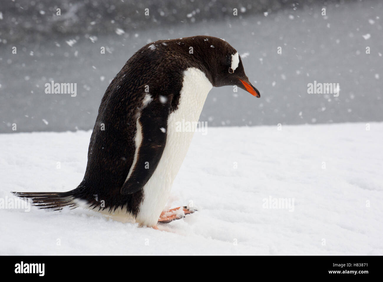 Gentoo Penguin (Pygoscelis papua) during snow storm, Port Lockroy ...
