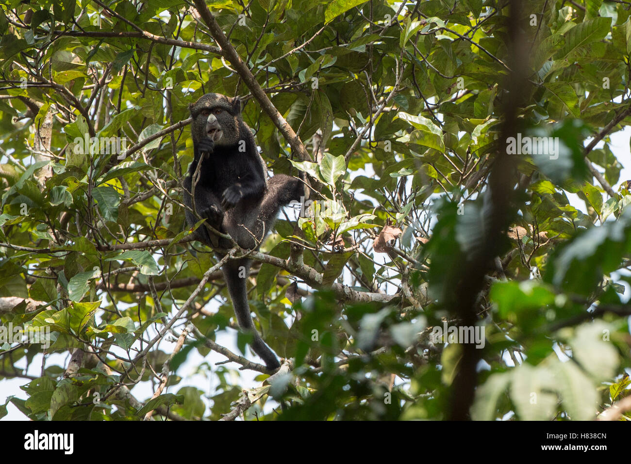 White-nosed Guenon (Cercopithecus nictitans) feeding on leaves in ...
