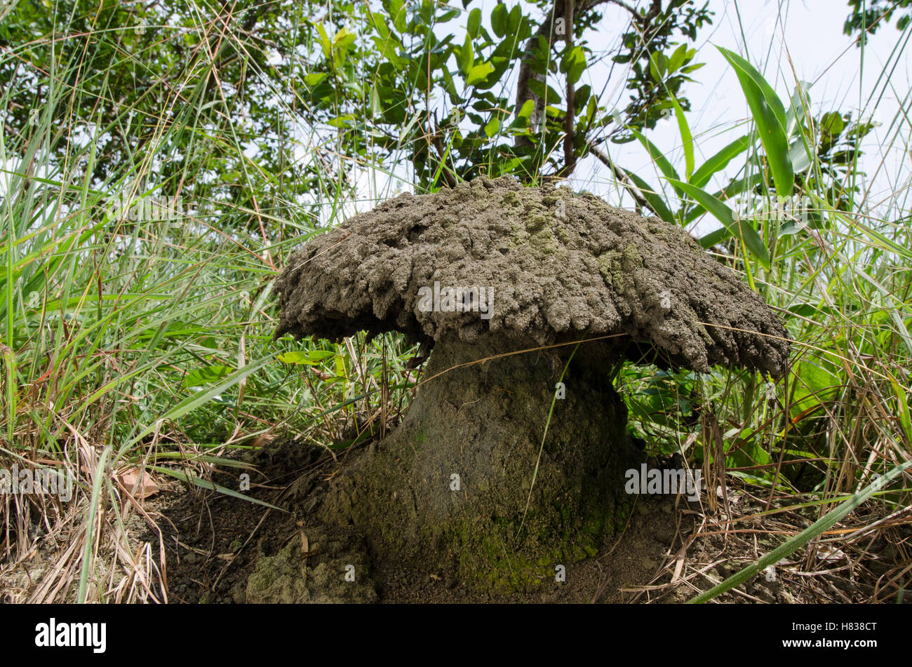 Umbrella termite mound, Odzala-Kokoua National Park, Republic of Congo ...