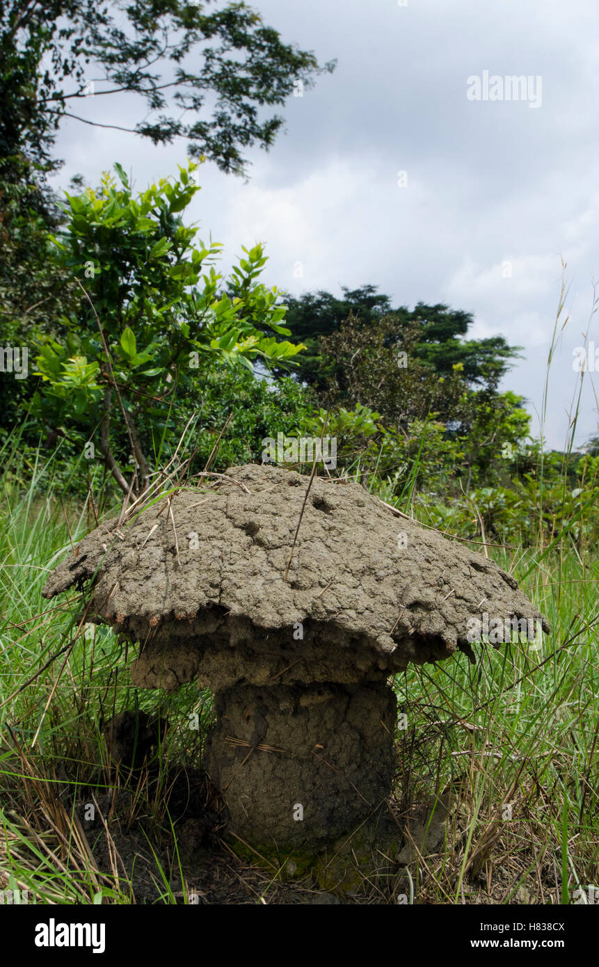 Umbrella termite mound, Odzala-Kokoua National Park, Republic of Congo ...