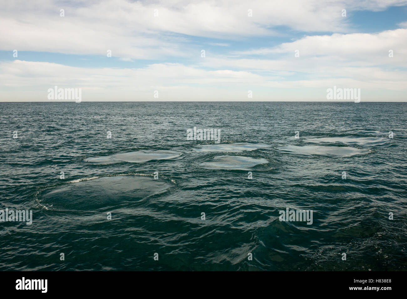 Humpback Whale (Megaptera novaeangliae) footprints where they have ...