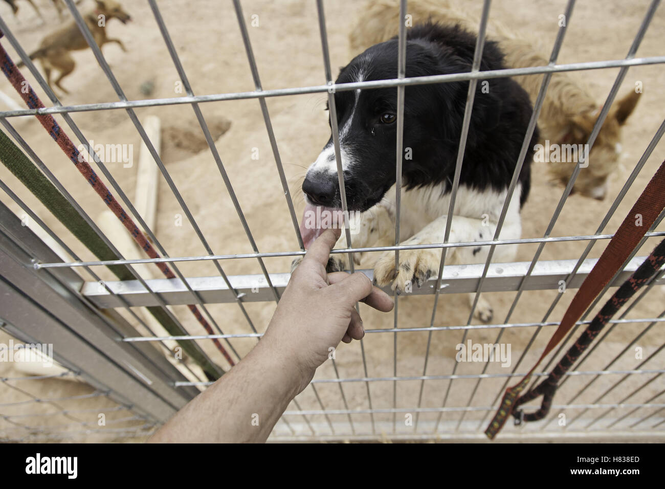 Locked kennel dogs abandoned, sadness Stock Photo - Alamy