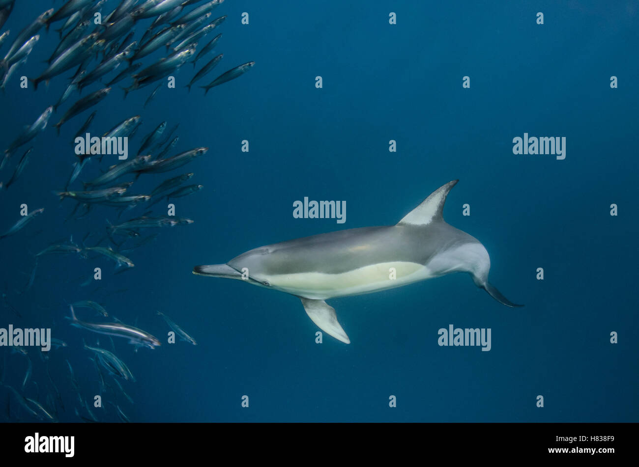 Long-beaked Common Dolphin (Delphinus capensis) hunting Pacific ...