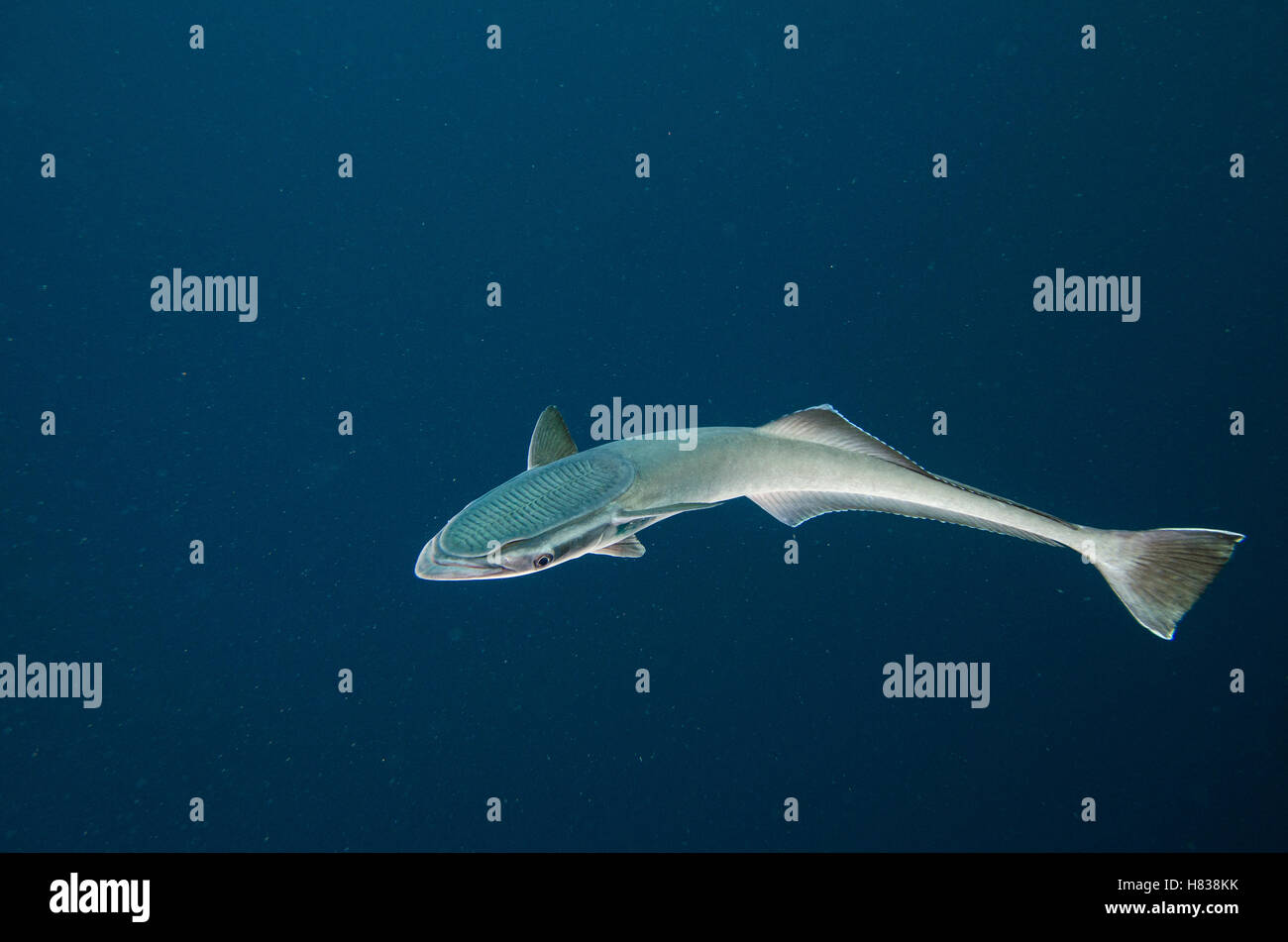 Remora (Remora remora) showing sucker-like first dorsal fin, Umkomaas ...