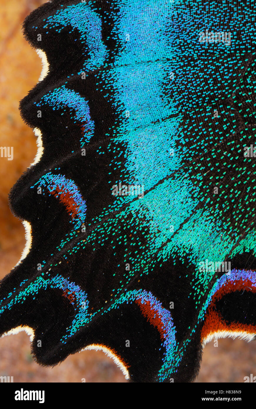 Swallowtail (Papilio maackii) butterfly wing scales, China Stock Photo ...