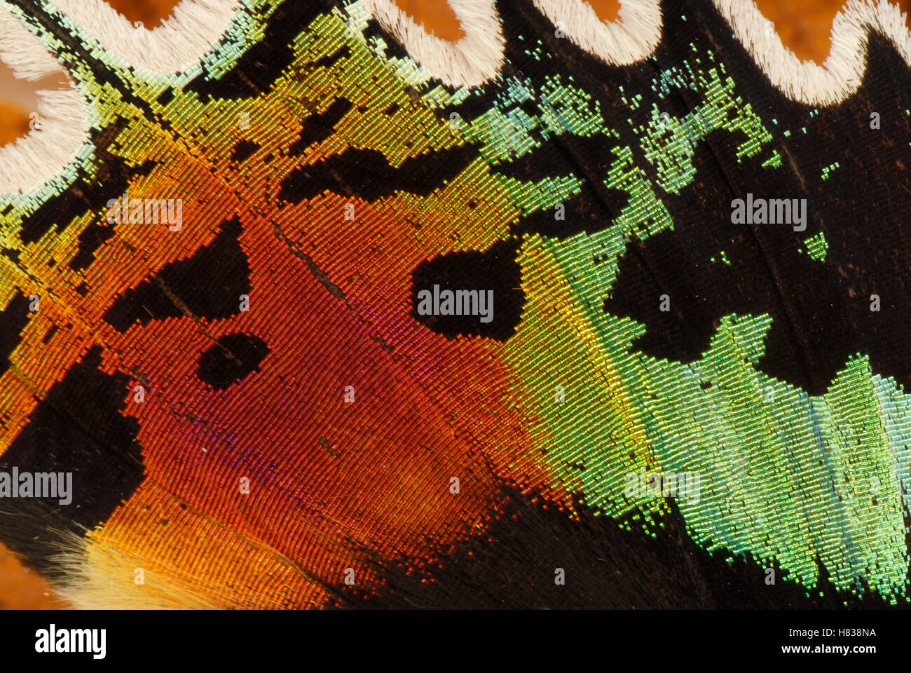 Madagascan Sunset Moth (Chrysiridia rhipheus) wing detail, Madagascar ...