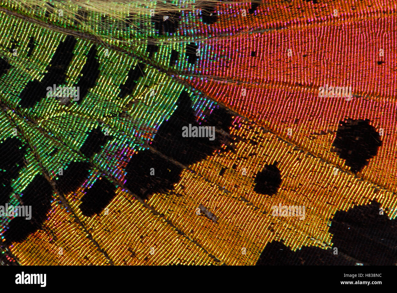 Madagascan Sunset Moth (Chrysiridia rhipheus) wing detail, Madagascar ...