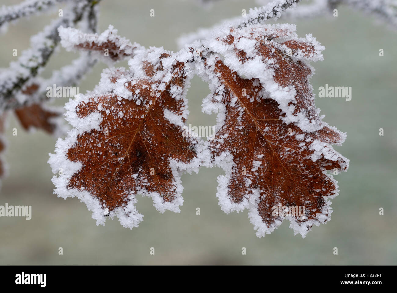 Oak (Quercus sp) leaves covered in frost, Switzerland Stock Photo - Alamy