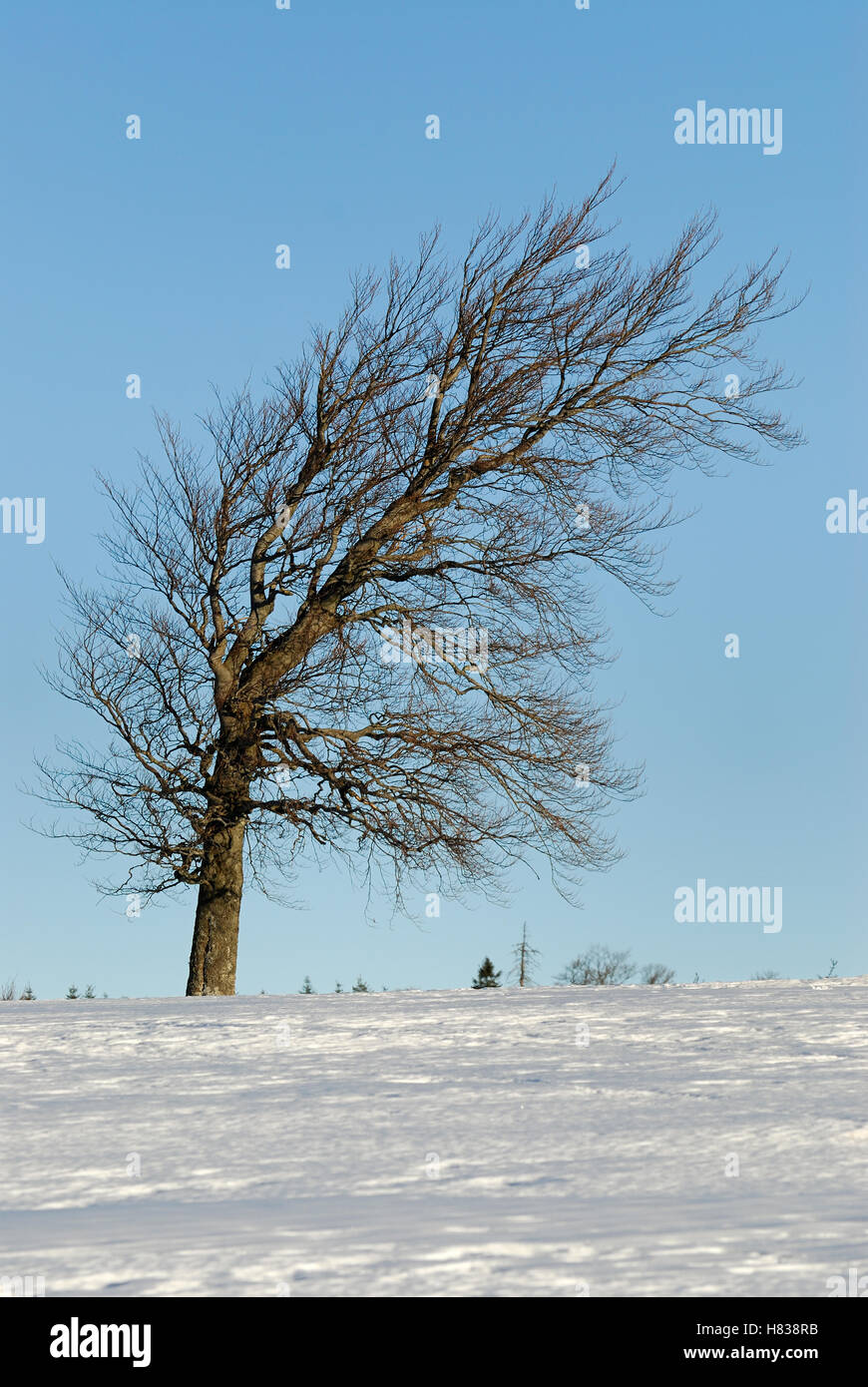 Beech (Fagus sp) tree, Black Forest, Germany Stock Photo - Alamy