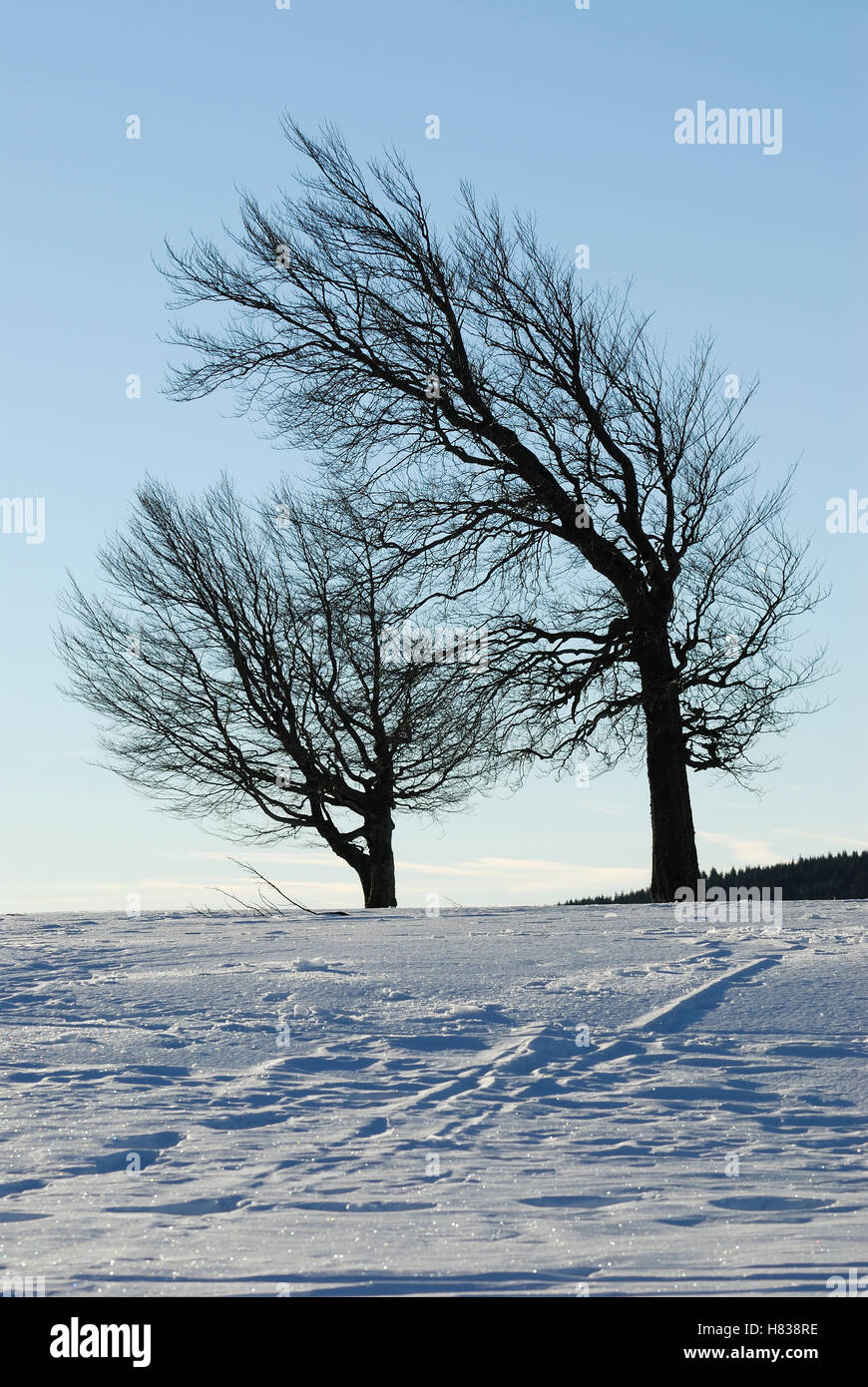 Beech (Fagus sp) trees, Black Forest, Germany Stock Photo - Alamy