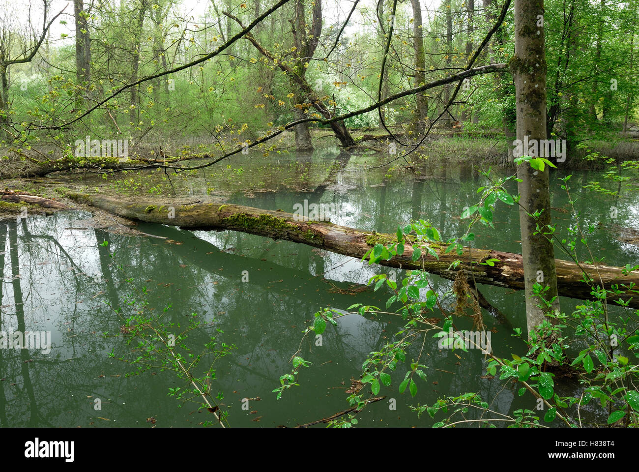Riparian forest, Switzerland Stock Photo - Alamy