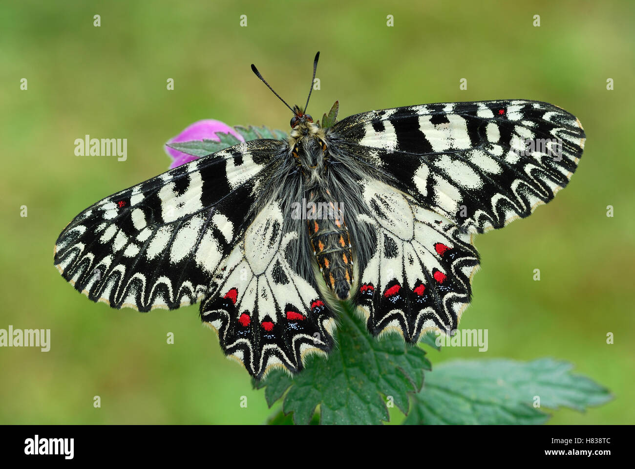 Southern Festoon (Zerynthia polyxena) butterfly, Po Valley, Italy Stock ...