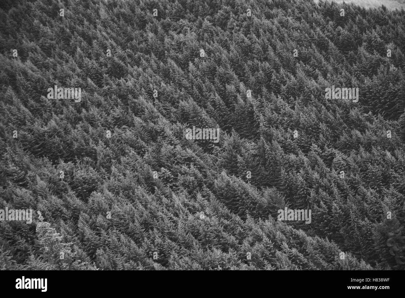 The black pine Black and White Stock Photos & Images - Alamy