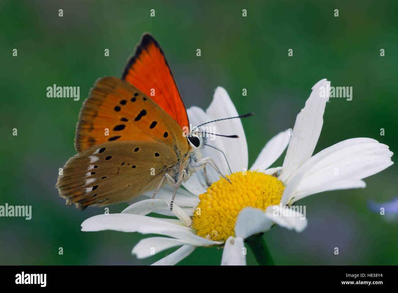Scarce Copper (Lycaena virgaureae) butterfly male, Alps, Switzerland ...