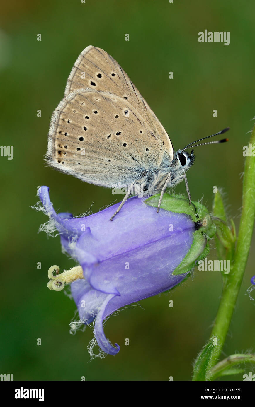 Purple-edged Copper (Lycaena hippothoe) butterfly, Alps, Switzerland ...