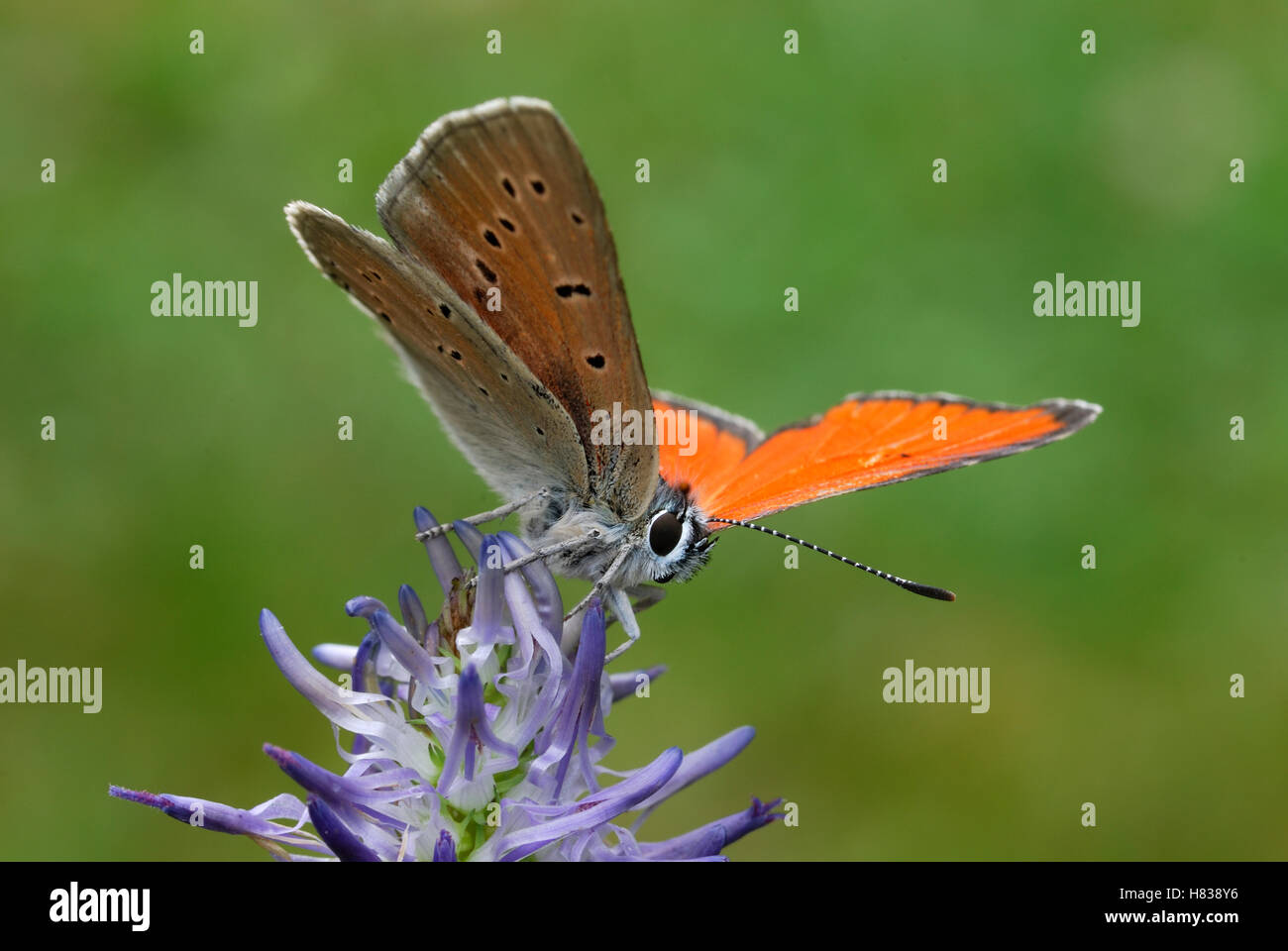 Purple-edged Copper (Lycaena hippothoe) butterfly male, Alps ...