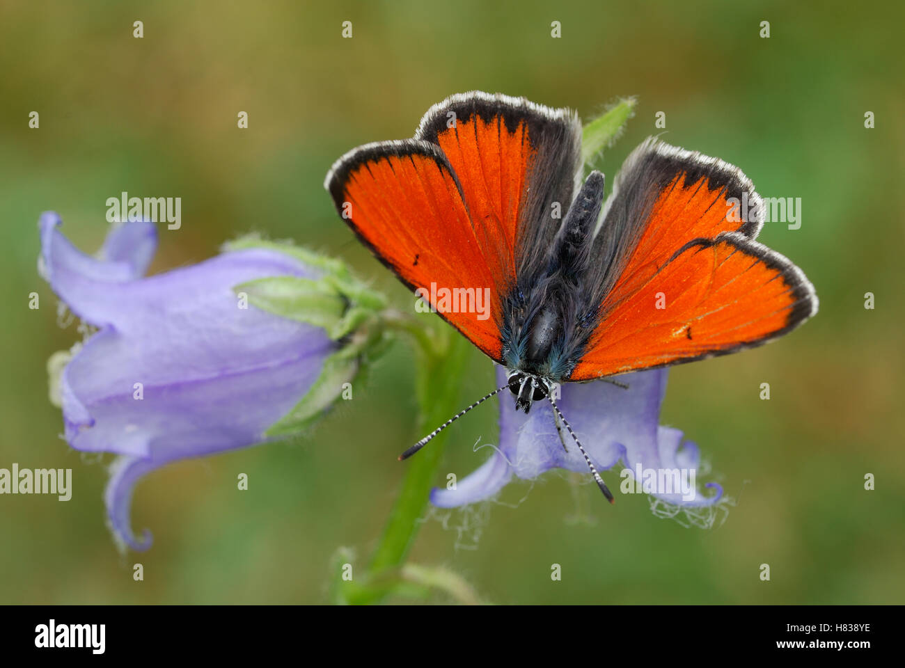 Purple-edged Copper (Lycaena hippothoe) butterfly male, Alps ...
