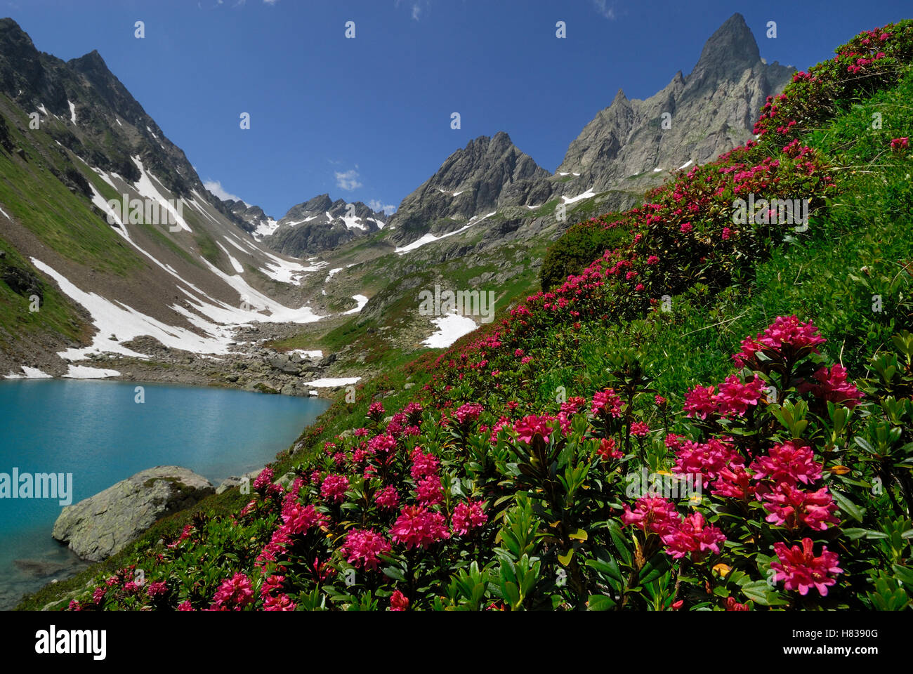 Alpenrose (Rhododendron ferrugineum), Alps, Switzerland Stock Photo - Alamy
