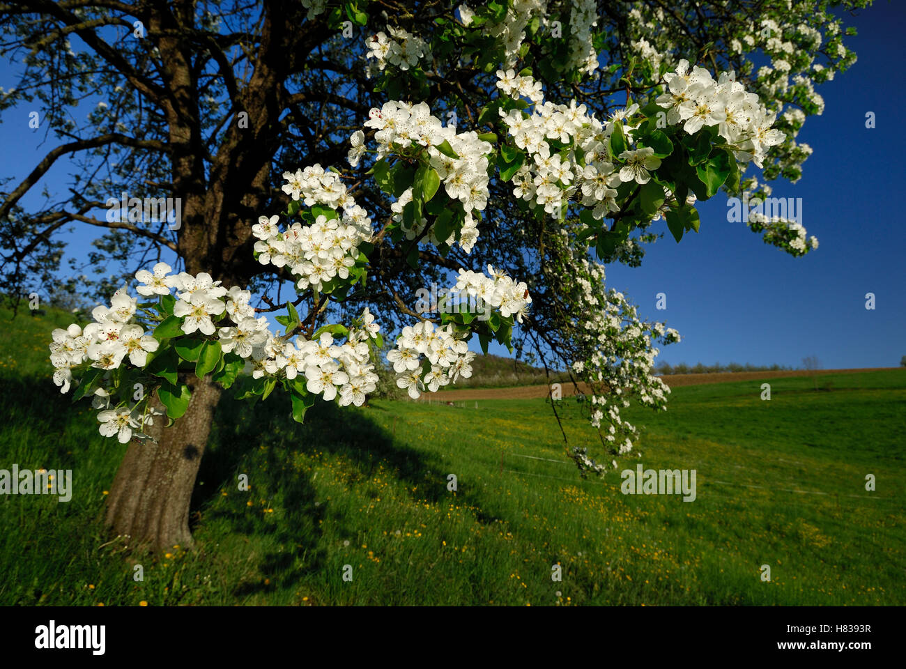 Pear (Pyrus sp) tree flowering, Switzerland Stock Photo - Alamy