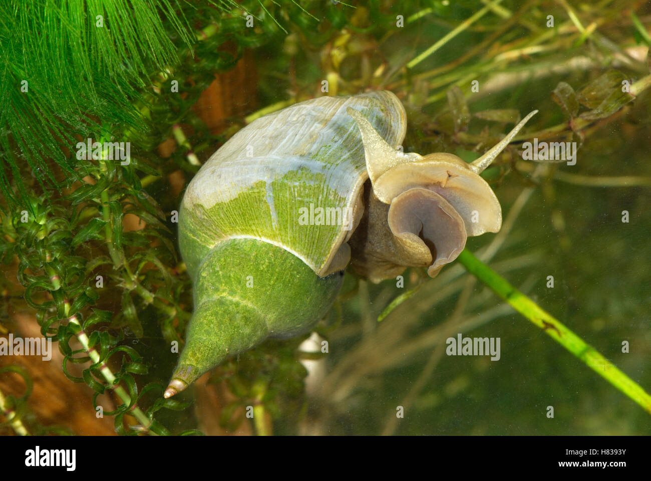 Pond Snail (Lymnaea sp), Switzerland Stock Photo - Alamy