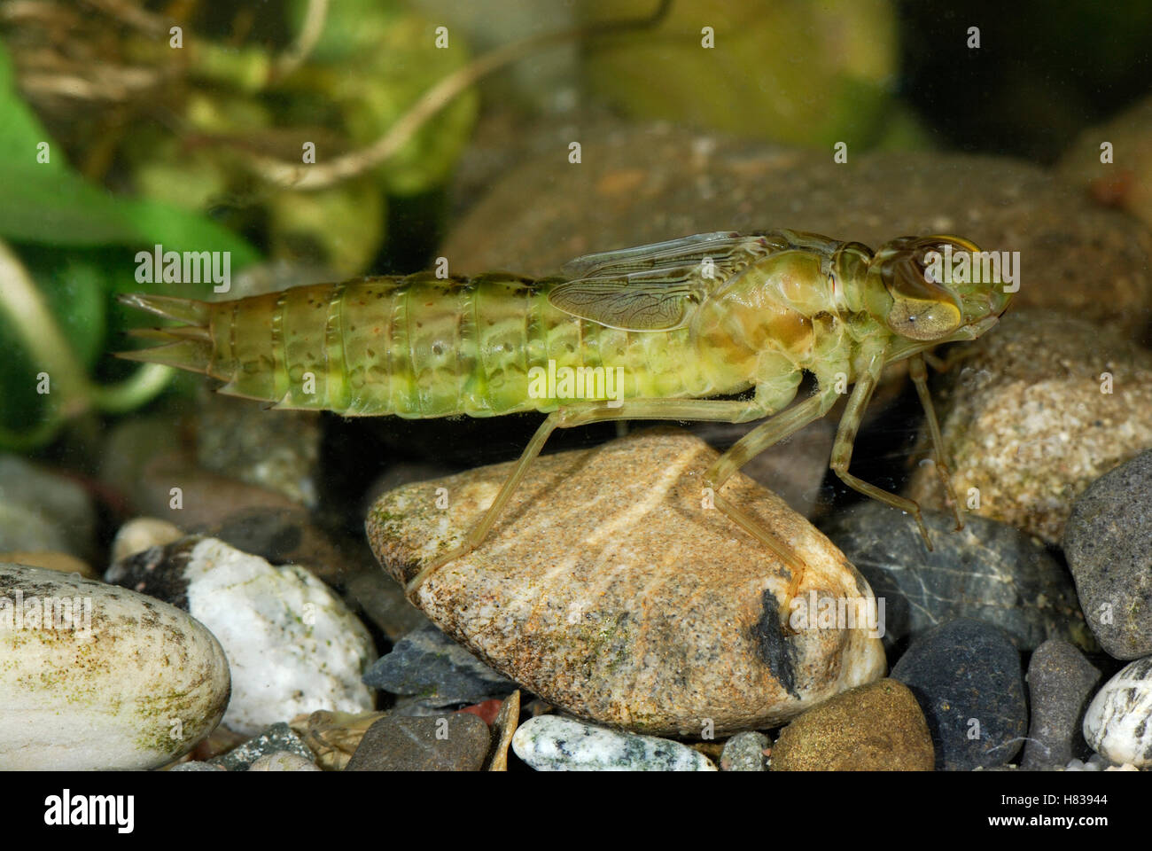 Emperor Dragonfly (Anax imperator) nymph, Switzerland Stock Photo - Alamy