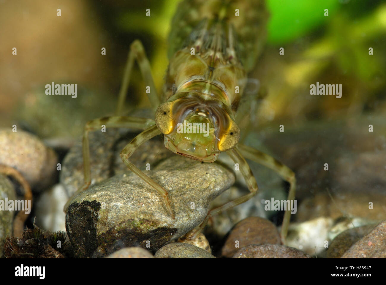Emperor Dragonfly (Anax imperator) nymph, Switzerland Stock Photo - Alamy
