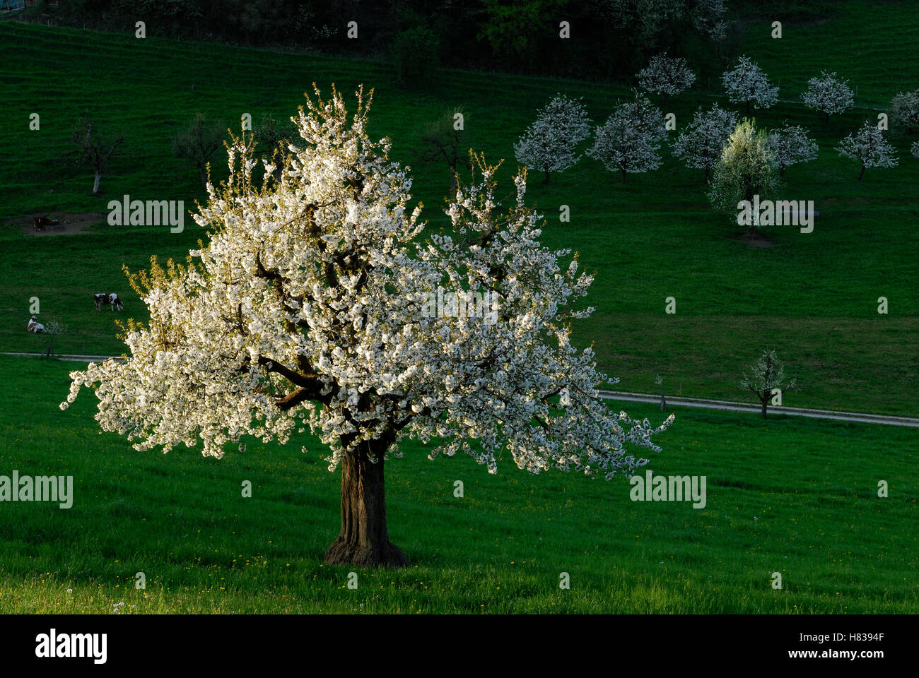 Sweet Cherry (Prunus avium) tree blooming, Switzerland Stock Photo - Alamy