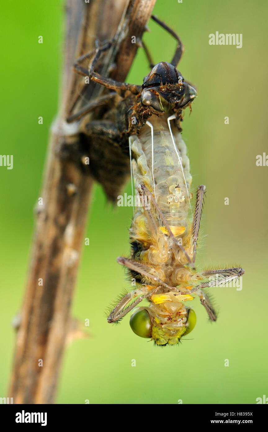 Four-spotted Chaser (Libellula quadrimaculata) dragonfly nymph hatching ...