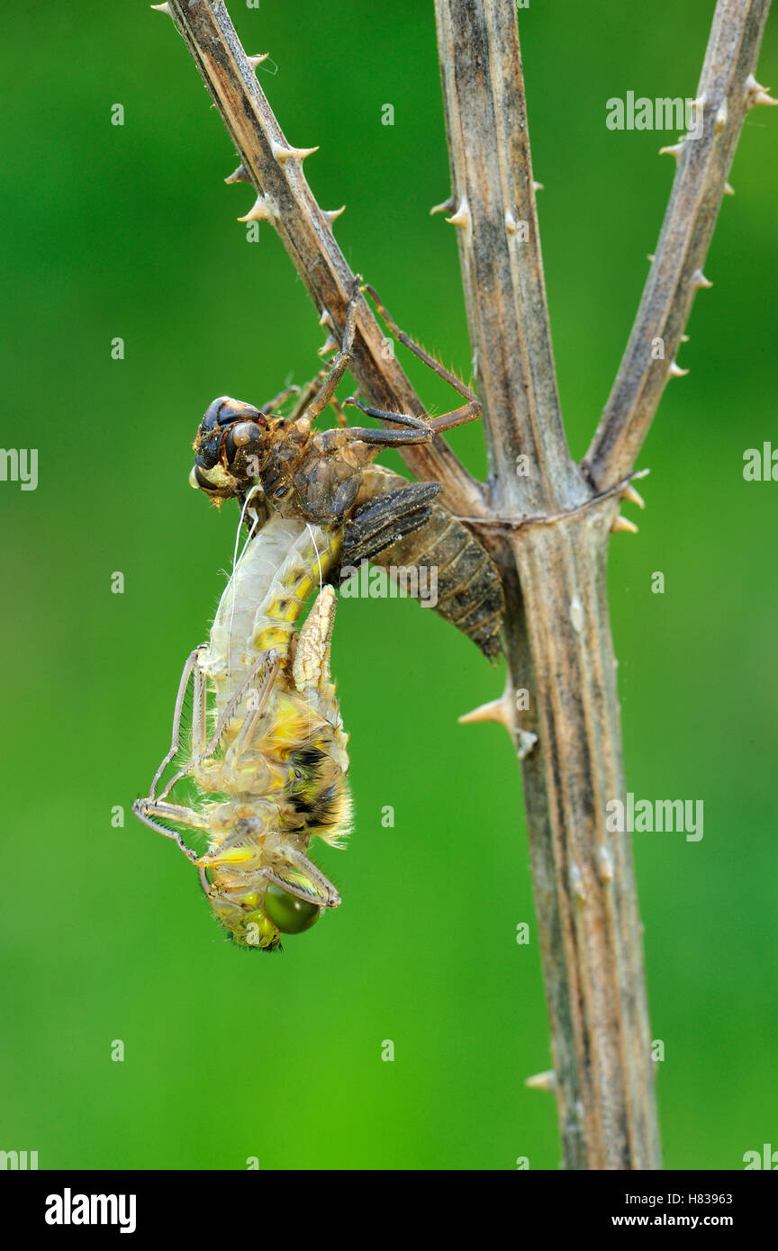 Four-spotted Chaser (Libellula quadrimaculata) dragonfly nymph hatching ...