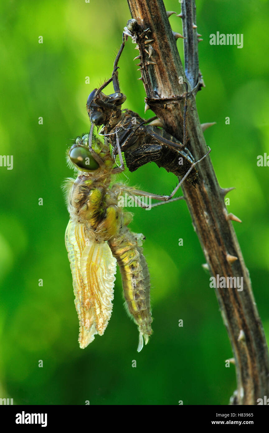 Four-spotted Chaser (Libellula quadrimaculata) dragonfly nymph hatching, Switzerland, sequence 3 ...