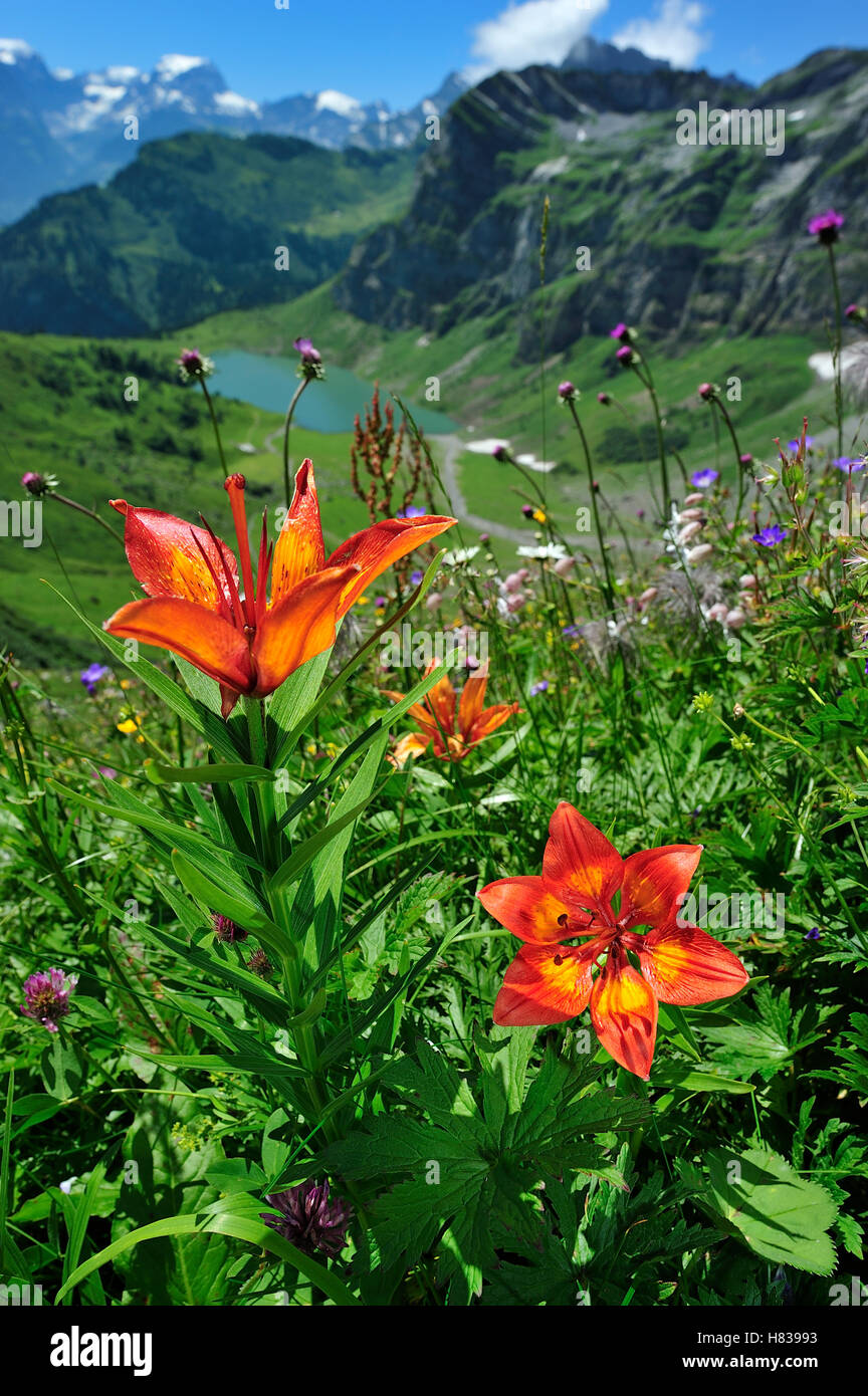 Fire Lily (Lilium bulbiferum), Alps, Switzerland Stock Photo - Alamy