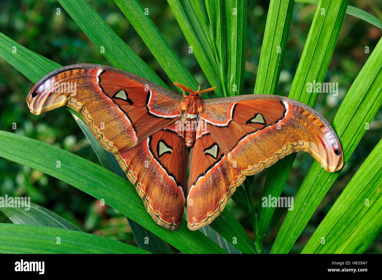 Atlas Moth (Attacus atlas) male, Malaysia Stock Photo - Alamy Atlas Moth (Attacus atlas) male, Malaysia Stock Photo - Alamy