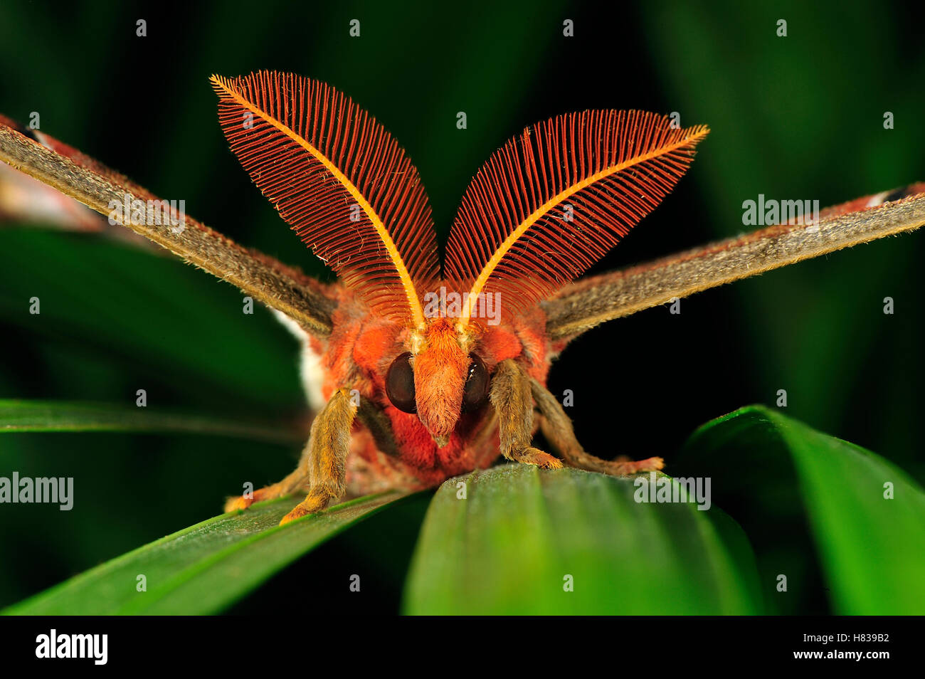 Atlas Moth (Attacus atlas) antennae of a male, Malaysia Stock Photo - Alamy