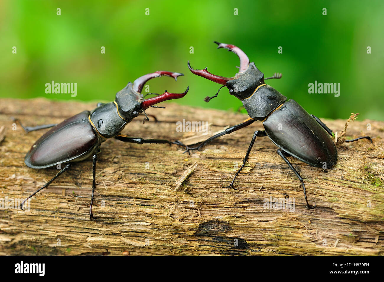 Stag Beetle (Lucanus cervus) males fighting, Switzerland Stock Photo ...