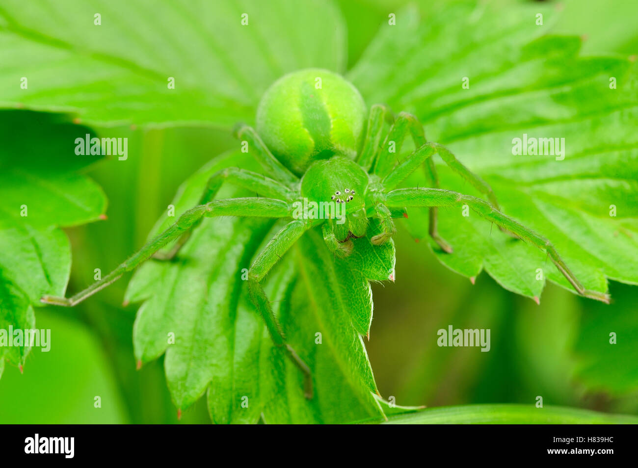 Green Spider (Micrommata virescens) female, Switzerland Stock Photo - Alamy