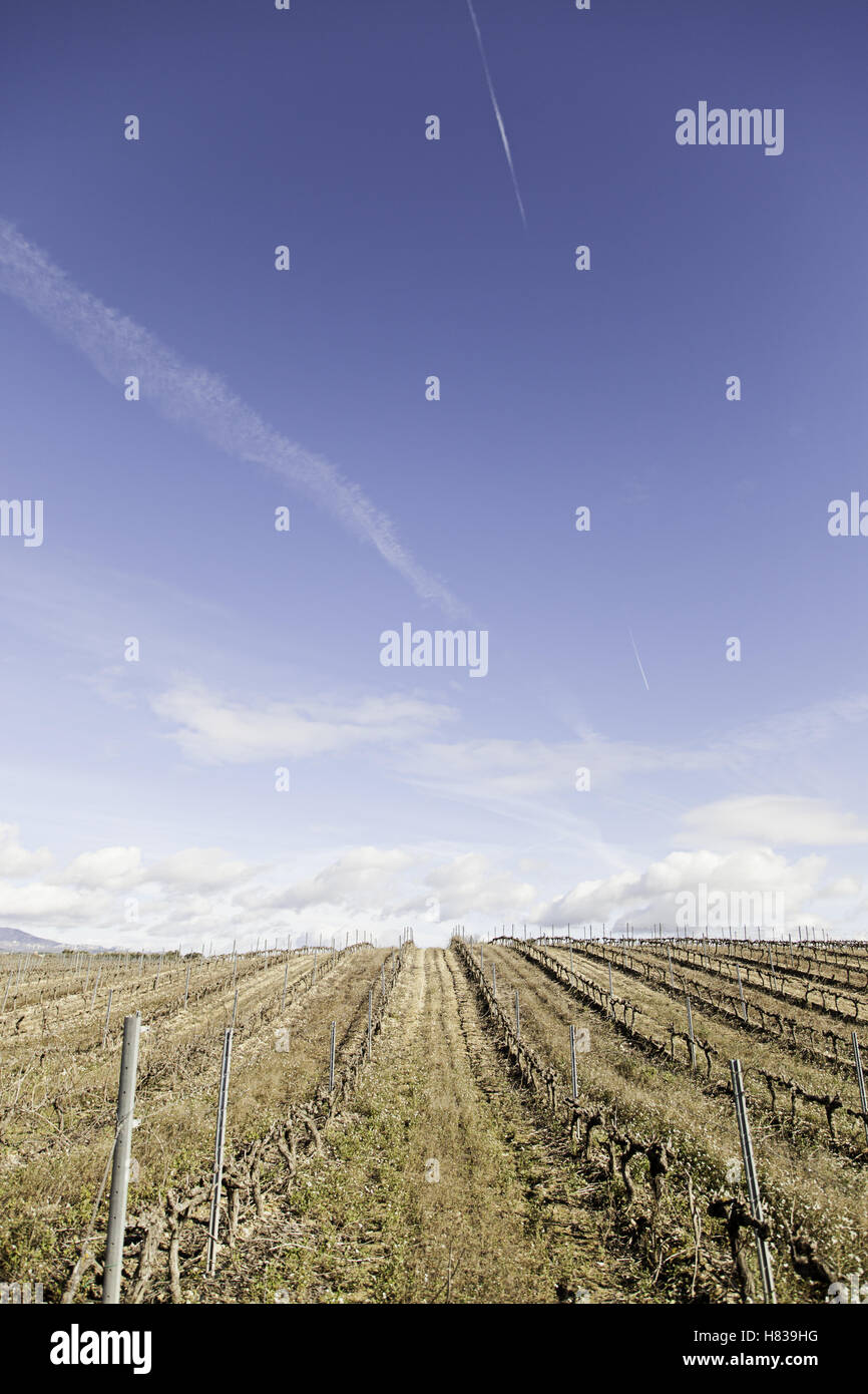 Dry landscape vineyards in agricultural field, nature Stock Photo - Alamy