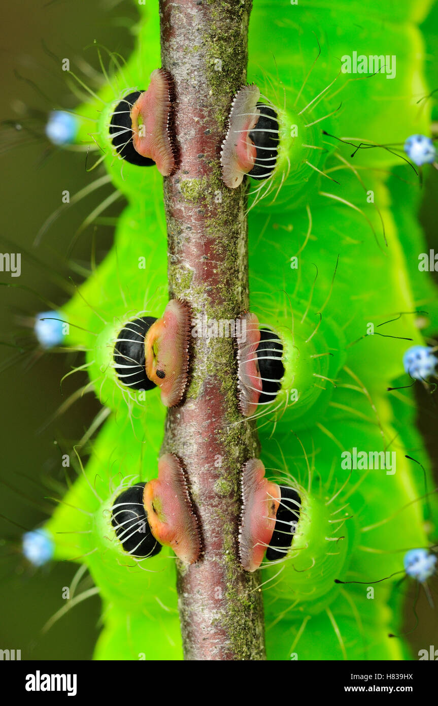 Giant Peacock Moth (Saturnia pyri) caterpillar feet, Switzerland Stock ...